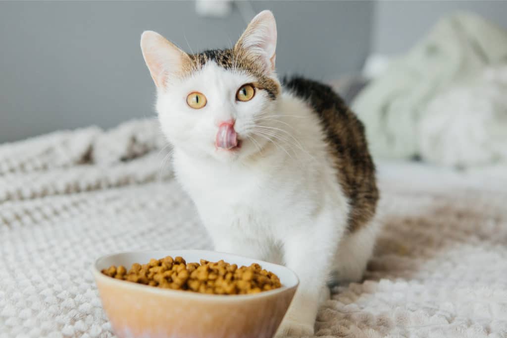 10 Wege das Katzen wieder fressen - Hilfe bei Futterverweigerung