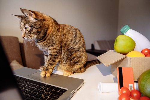 Katzenfutter im Amazon Spar-Abo kaufen - Lohnt sich das?